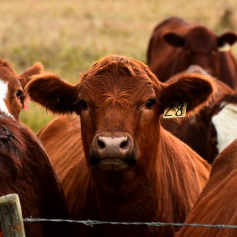 Beef Cattle - FMD Ready